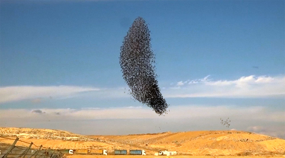 Žilbinošs VIDEO: migrējošie strazdi Svētajā zemē iesaistās skaistā ...