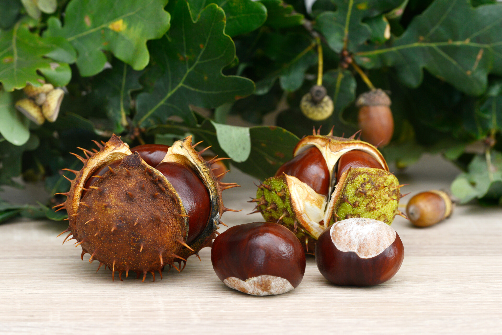 Savāc zīles un kastaņus - noderēs veselības uzlabošanai