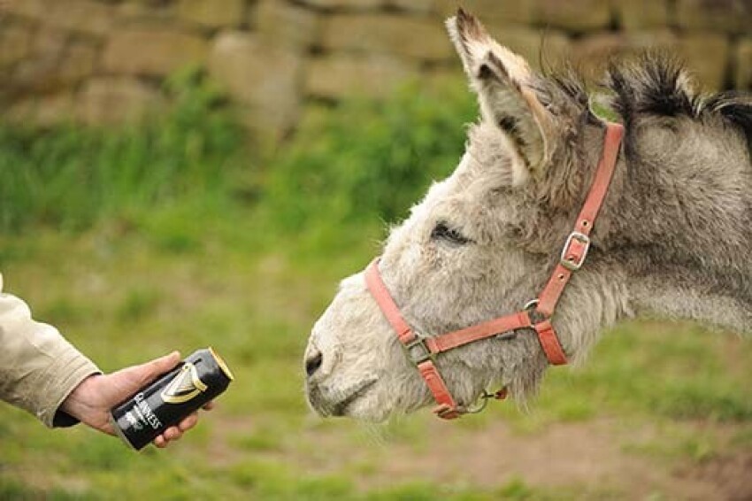 TRAKĀ PASAULE: Pasaulē vecākais ēzelis dzer alu