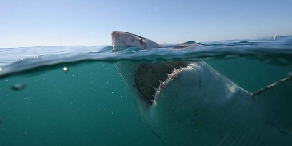 VIDEO: pētnieki pirmo reizi nofilmē tikko dzimušu lielās baltās haizivs ...
