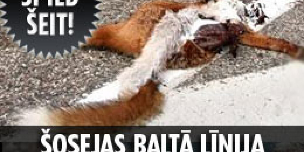 Šosejas baltā līnija pārkrāsota pāri beigtai lapsai