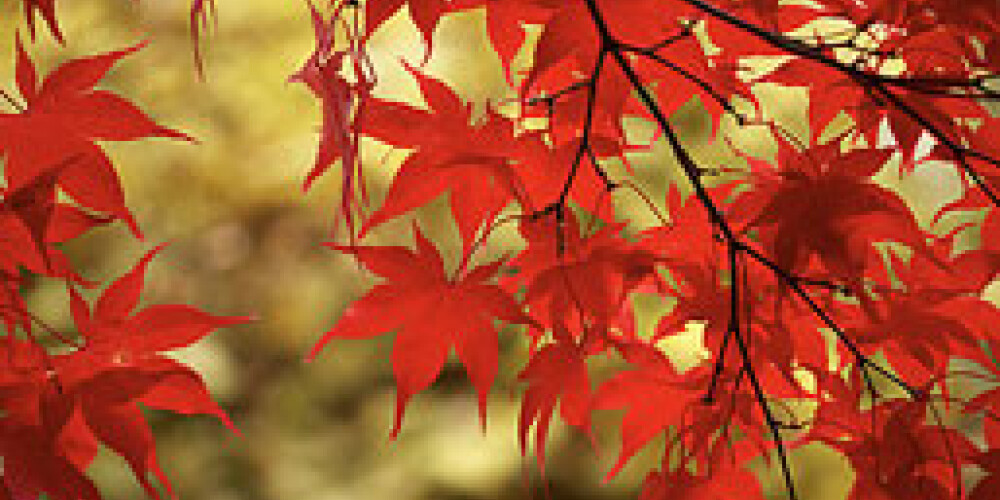 Šodien sākas astronomiskais rudens