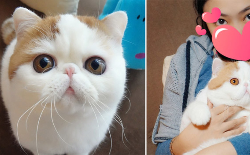 Комментарий о: Кот Снупи - самый милый кот в мире! ФОТО. ВИДЕО | Otkrito.lv