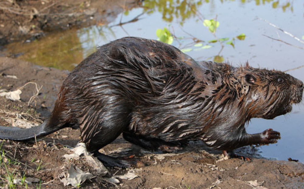 Bebri Dundagas novadā "pārgrauzuši" Pāces – Virpes ceļu. VIDEO | Jauns.lv