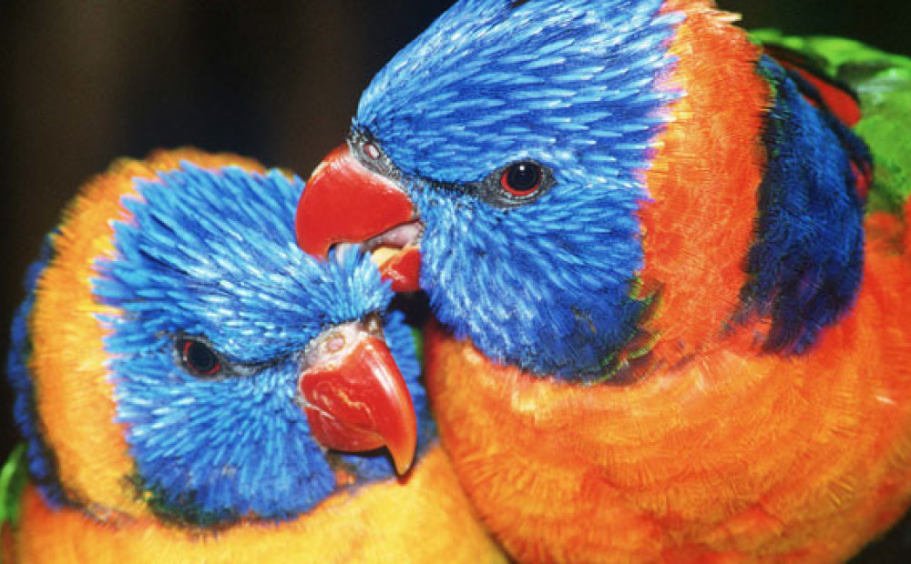 Ar ko jārēķinās, ja mājās dzīvo krāšņais putns - papagailis?
