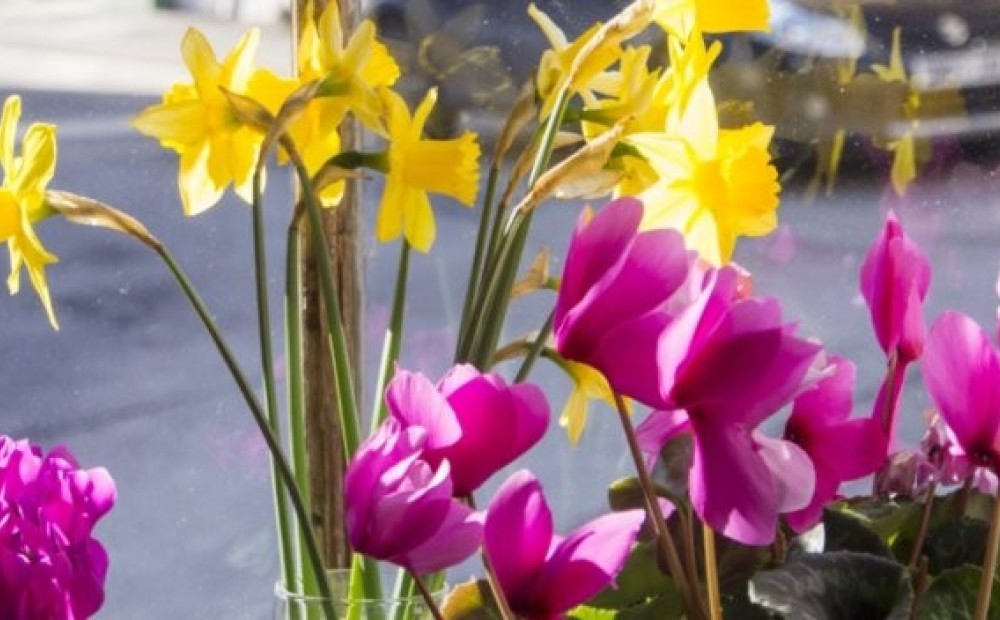 Kuri istabas augi vislabāk attīra gaisu un uzlabo veselību?