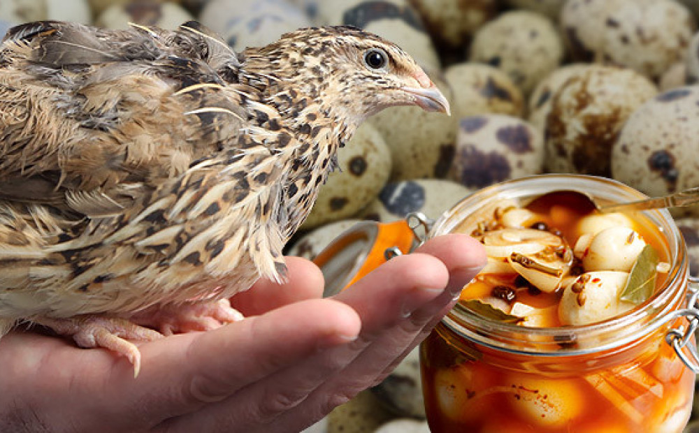 Ar ko tik īpaša ir paipalas ola? Putnu audzēšanas aizkulises, receptes