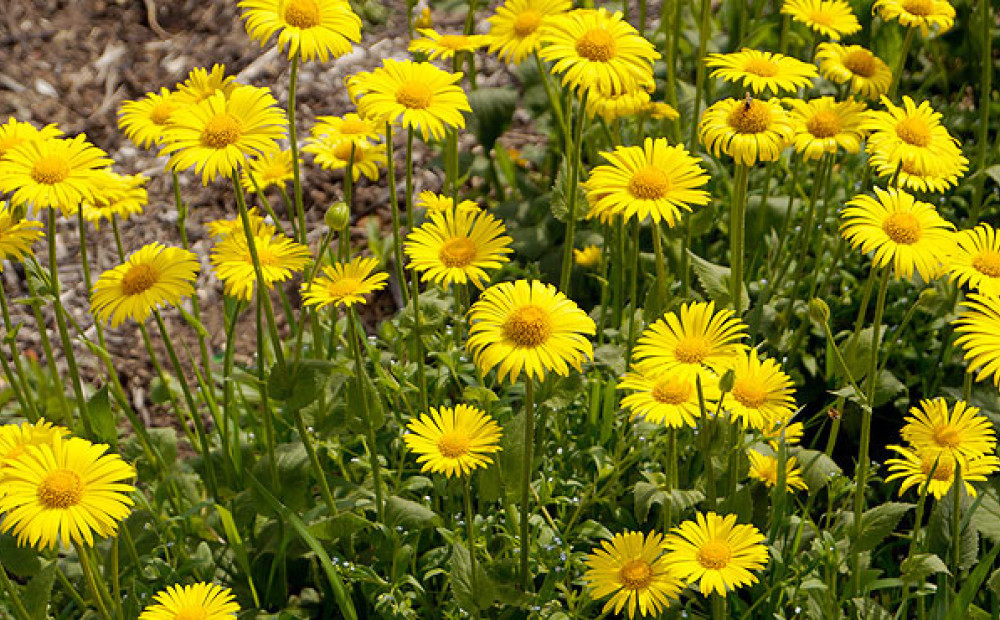 Kā pareizi audzēt skaistās dārza "saulītes" - doronikas