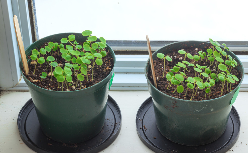 3 ieteikumi, kā sēt un diedzēt vasaras puķes balkonam