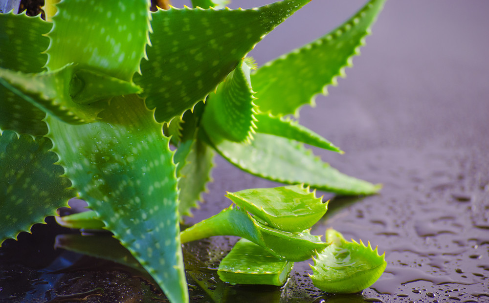 Brīnumainais augs - alveja. Receptes, kā to izmantot skaistumam