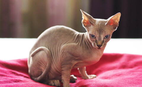 Ģimenes mīlulis - bezspalvu kaķis Kanādas sfinkss. Šķirnes kopšana ...