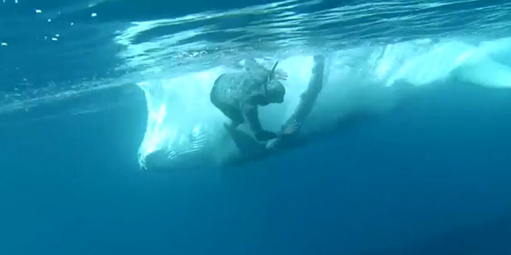 "Johaidī, viņš uzlēca uz manas pleznas!" Vaļu mazulis gandrīz nogalina ...