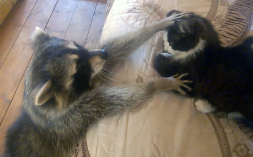 Jenots izmisīgi un mazliet brutāli cenšas sadraudzēties ar kaķi