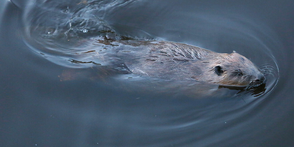 Ugunsdzēsēji vakar izglābuši divus bebrus un divus pīlēnus