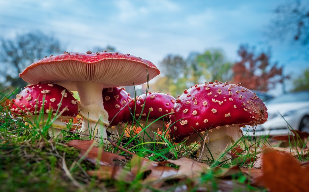 Sarkanā mušmire. Indīga, bet noderīga