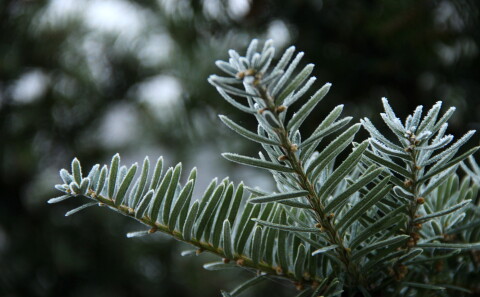 Skujas - veselības stiprināšanai ziemas tumšajos mēnešos