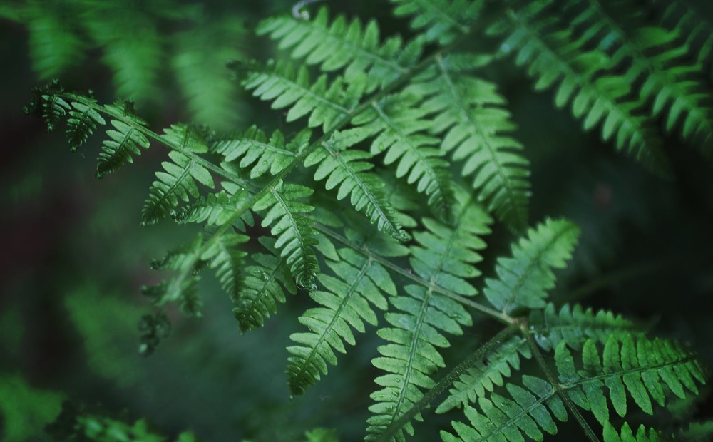 Paparde palīdz cīņā pret dārza kaitēkļiem