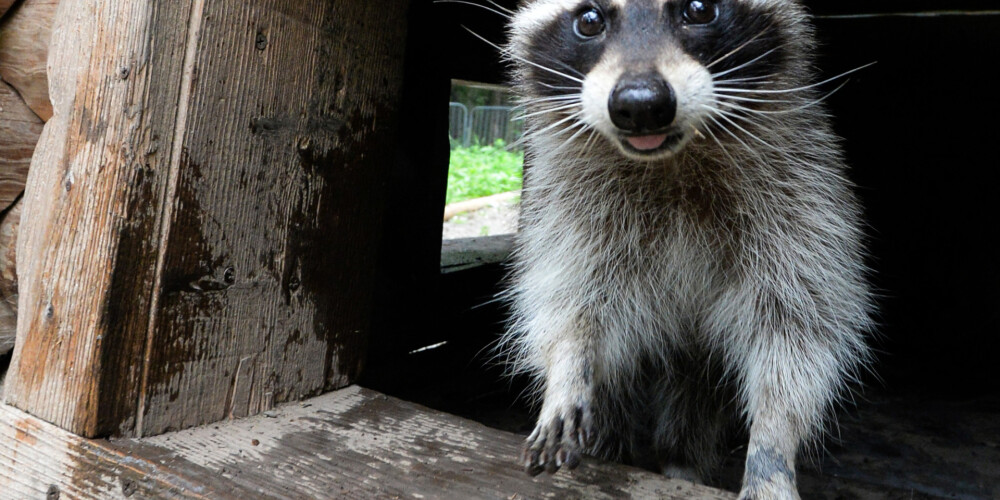 Skrundā notverts dzīvojamās mājas kāpņu telpā ieklīdis jenotsuns