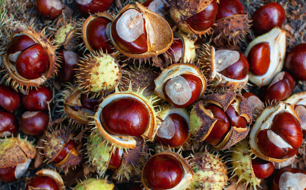 Vērtīgie kastaņi - kā tos pareizi izmantot veselībai