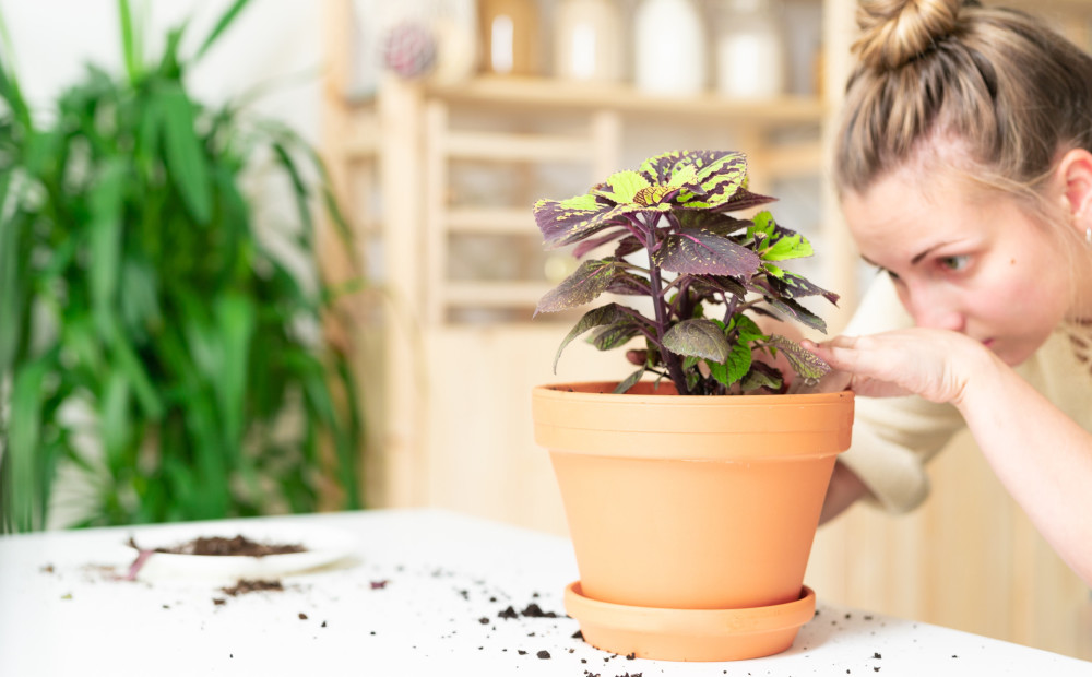 Laputis, tīklērces, tārpi un citi kaitēkļi puķupodā. Kā tikt vaļā?