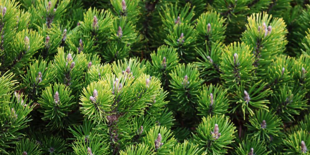 Vai kalnu priedes var apgriezt ziemā?