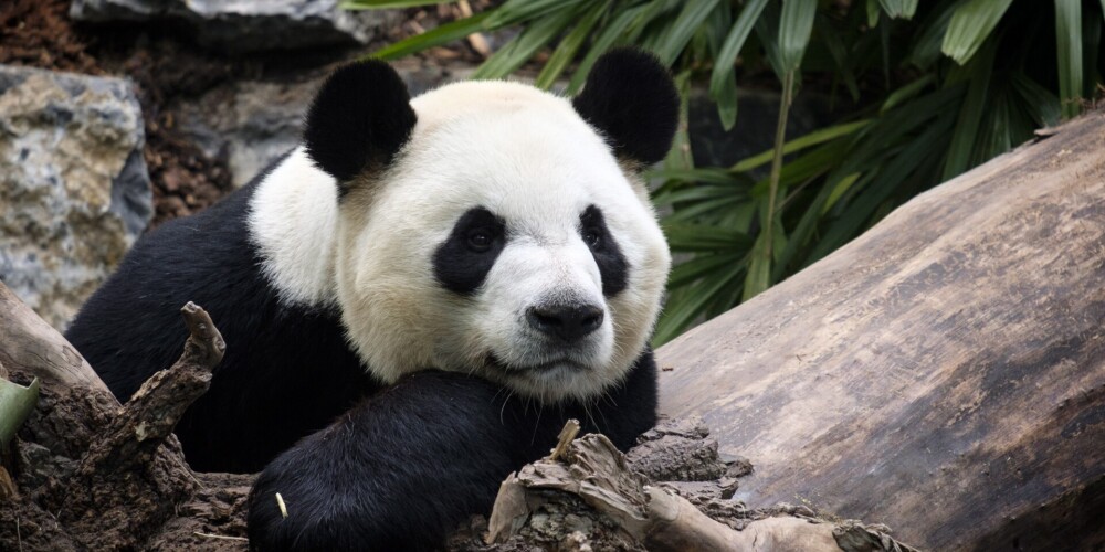 Kanādas zoodārzs pandēmijas dēļ sūta atpakaļ uz Ķīnu divas pandas