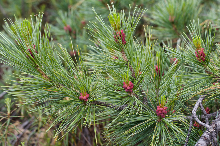 Ciedru rieksti - viss, kas jāzina, lai šos superaugļus izaudzētu savā ...