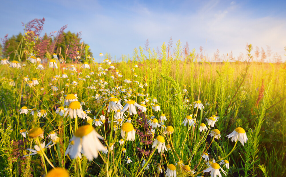 Latvijā bez maksas piedāvā sēklas dabisko pļavu iekopšanai