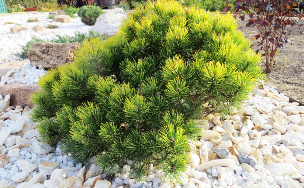 Ja nepaspēji vasarā, apgriez kalnu priedi tagad