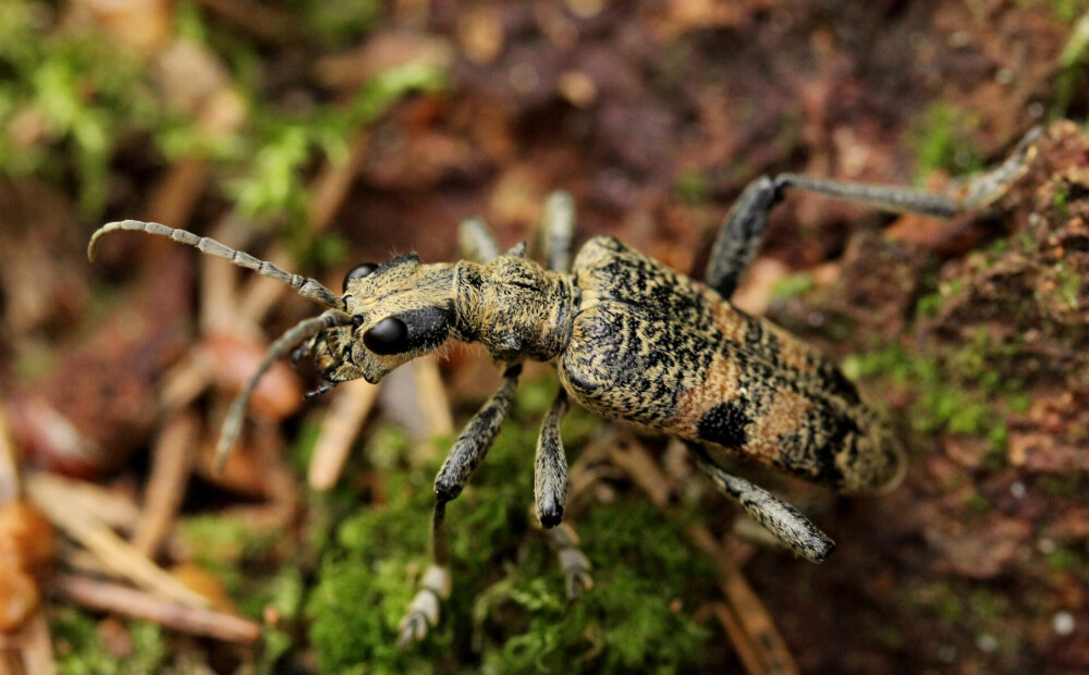 Vabole, kas veido ligzdas