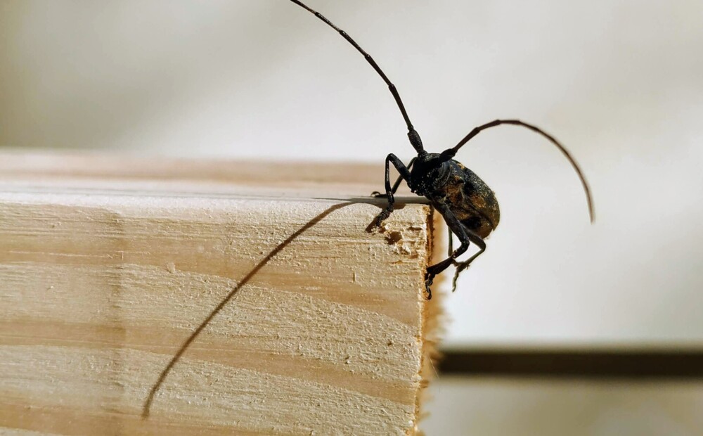 Kas ir šī vabole? - Jauns.lv