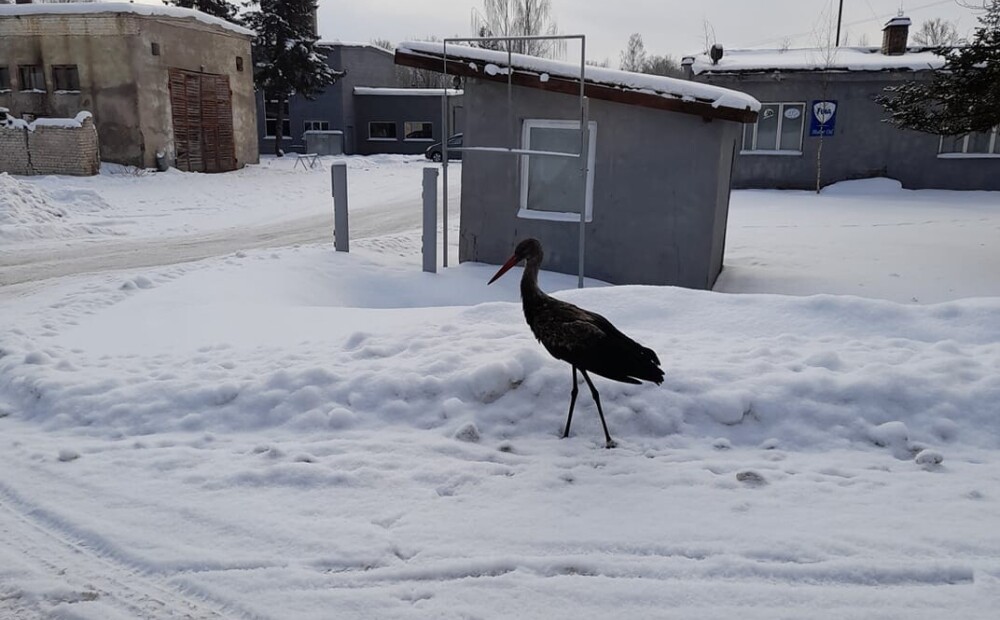 Lubānā ziemo baltais stārķis, kurš, sildīdamies pie skursteņiem, kļuvis ...