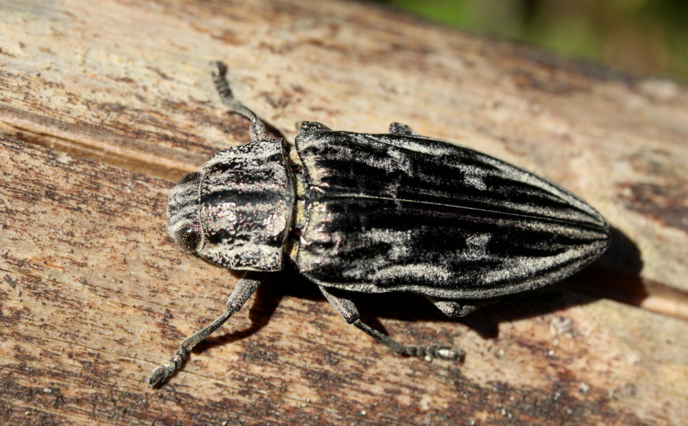 Uguni mīloša vabole