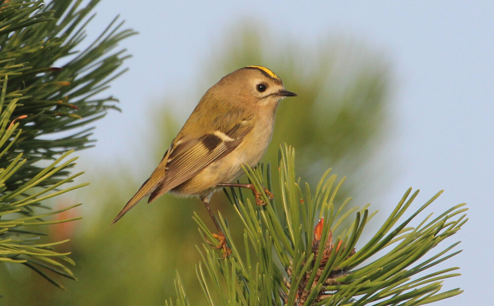 Latvijas mazākais putns