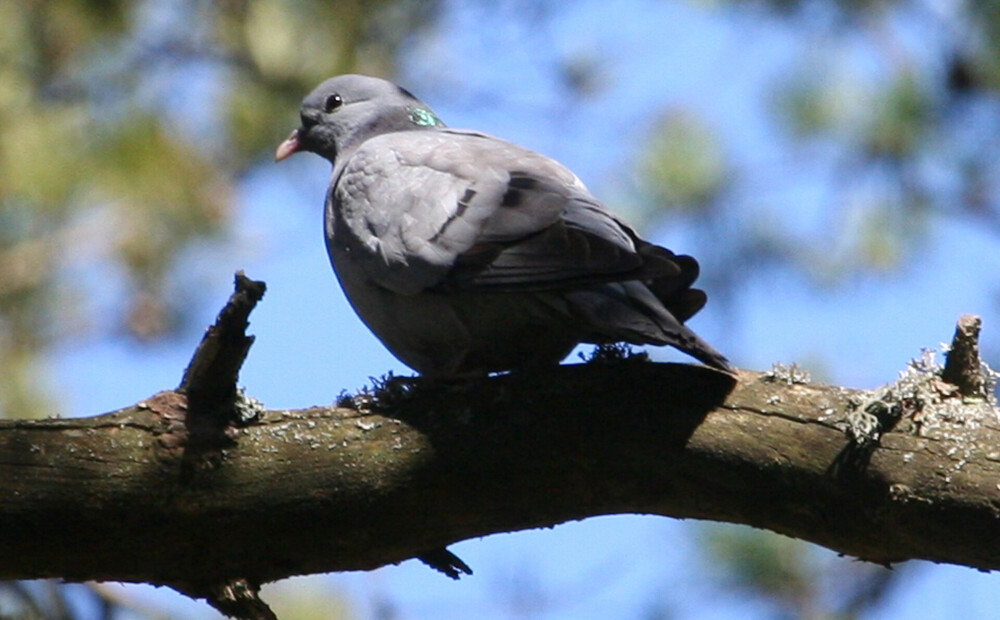 Baloži ne tikai pilsētā, bet arī mežā