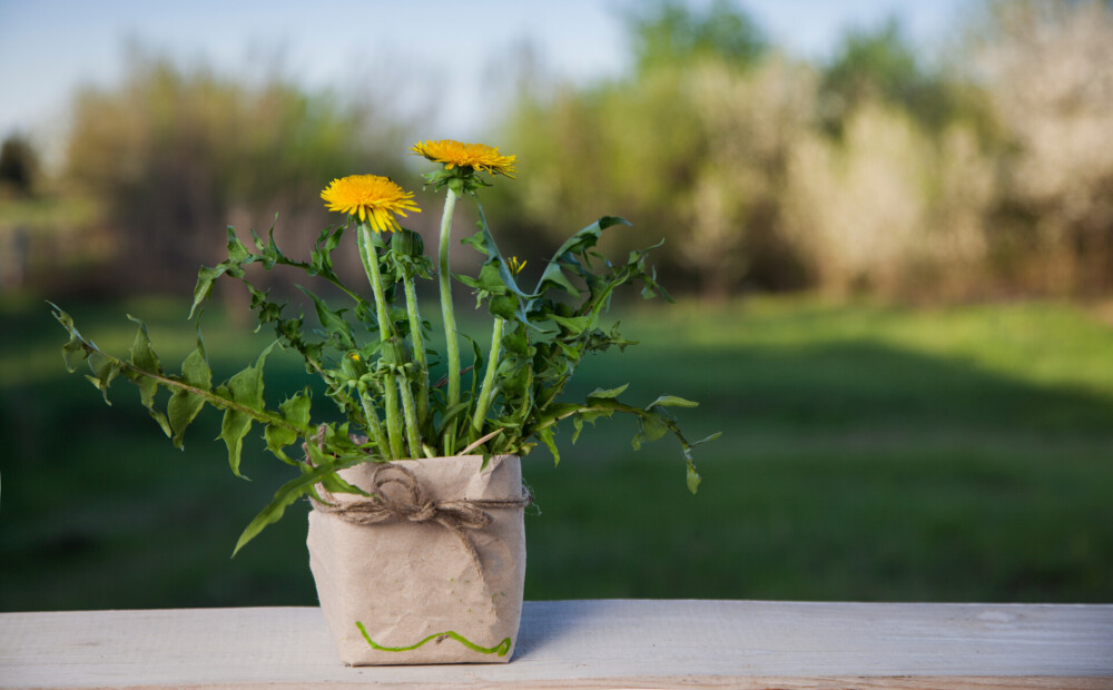Pienenes dobē un balkonu kastēs - kāds no tām labums veselībai