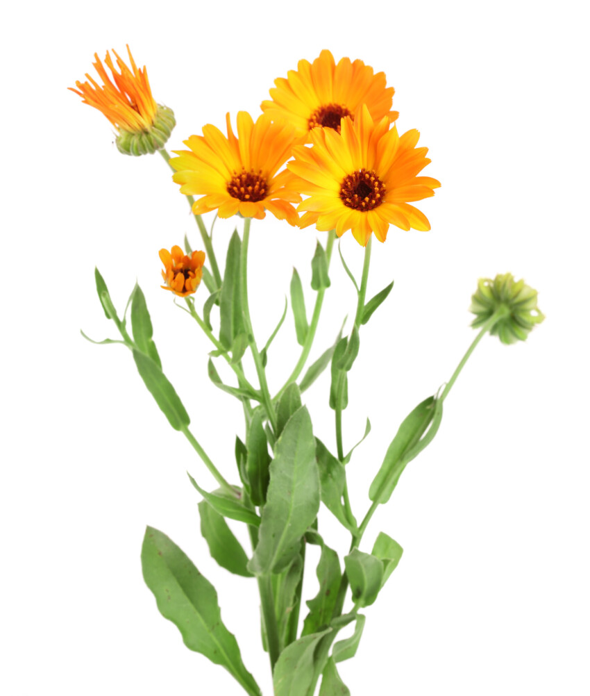 Gudra plānošana dārzā: kādi augi der kukaiņu atbaidīšanai?