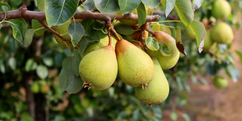 Iestādi bumbieri! Labākās bumbieru šķirnes un audzēšanas knifi