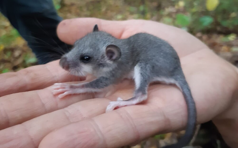 Skaitot susurus, Latvijas dabas pētnieki nonākuši pie bēdīga secinājuma