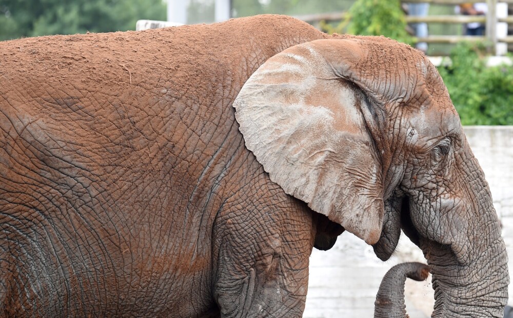 Ziloņi Rīgas Nacionālajā zooloģiskajā dārzā varētu vairs neatgriezties