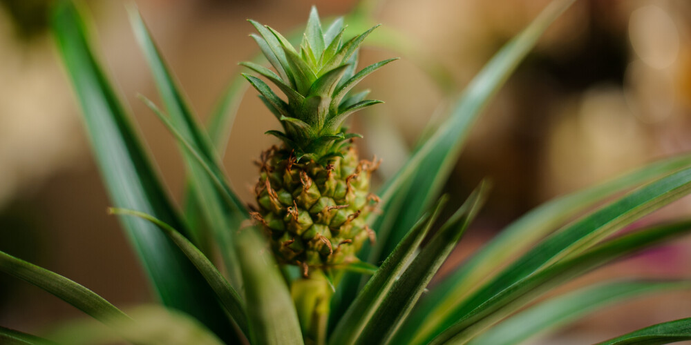Kā izaudzēt savu ananasu?