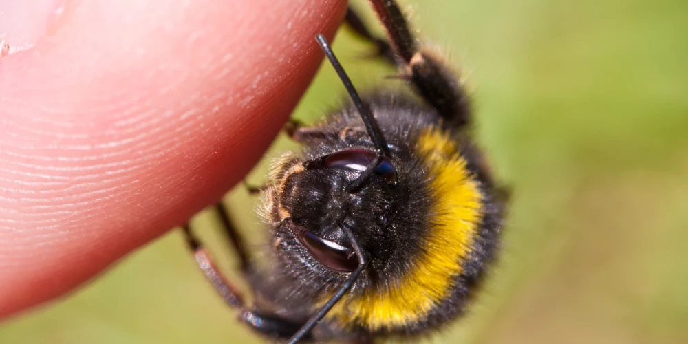 Ko darīt, ja iedzēlusi bite, lapsene, dundurs vai irsis? Un kam īpaši ...