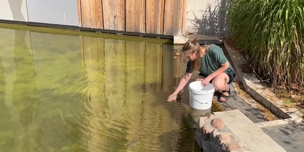 Zivis no okupācijas pieminekļa baseina nonākušas zoodārzā