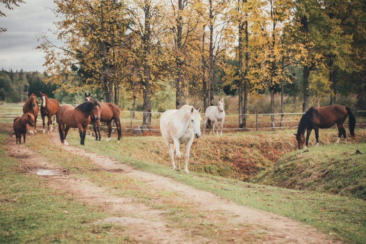Darbību uzsācis Latvijā pirmais Zirgu Terapijas centrs