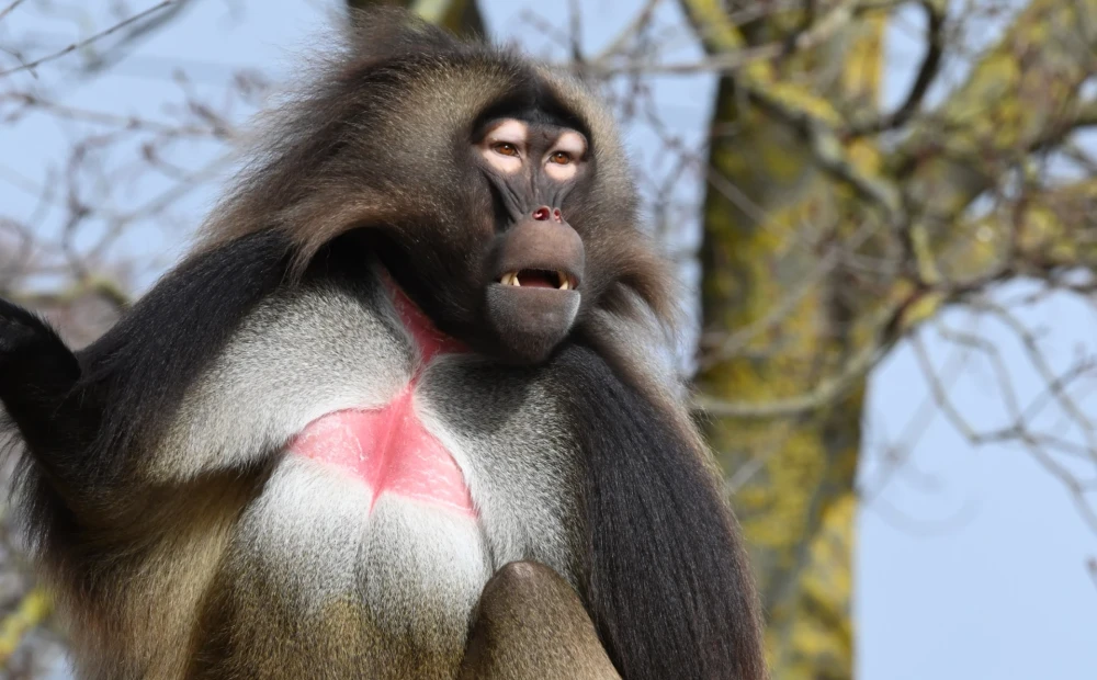 Pērtiķis, kas neēd banānus