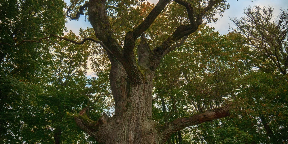 Noskaidrots Eiropas gada koks Latvijā
