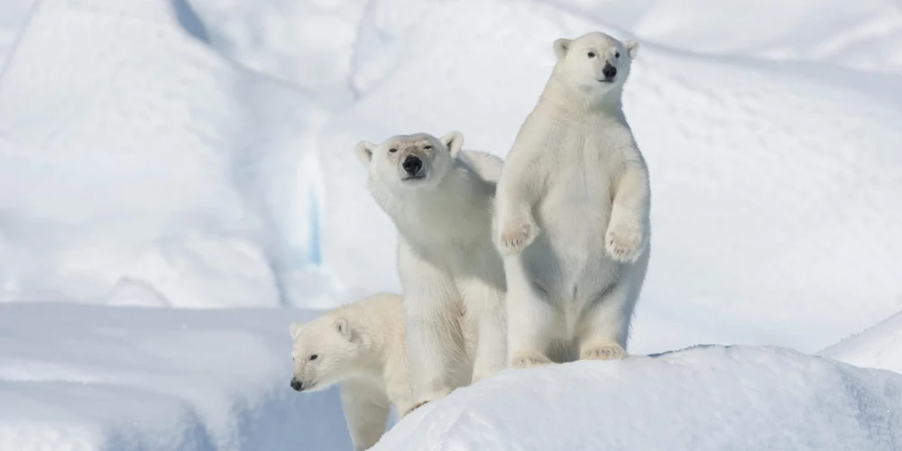 VIDEO: daļēji paralizētais baltais lācis draiskojas sniegā