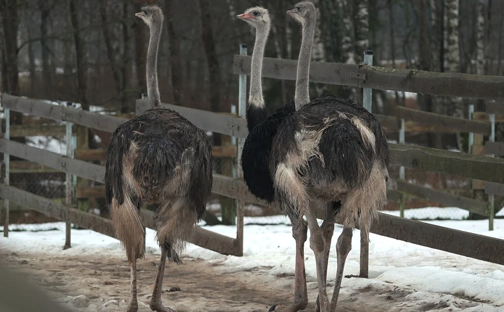 Jauns.tv: ko Āfrikas strausi ziemā dara Latvijā?