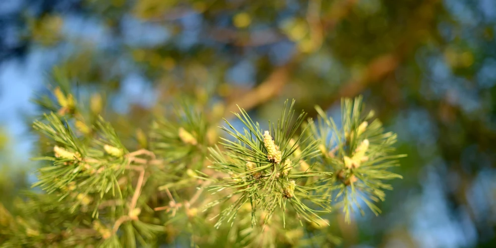 Kā pareizi savākt skujas, kas palīdzēs atvairīt ziemas vīrusus? Plus ...