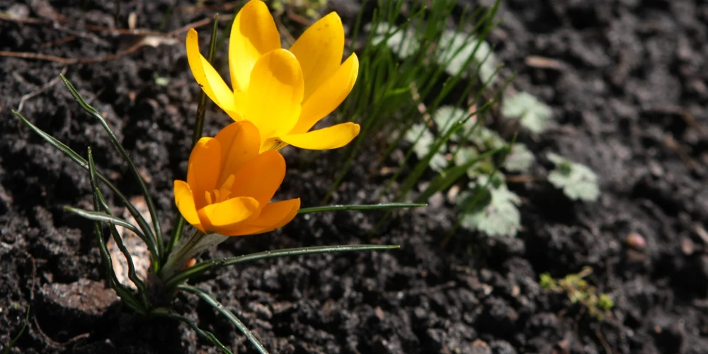 Meteoroloģiskais pavasaris Latvijā var sākties jau tuvākajās dienās